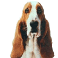 Wag GIFs - Get the best gif on GIFER