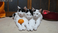 Energize GIFs - Get the best gif on GIFER