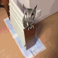 Inflation GIFs - Get the best gif on GIFER