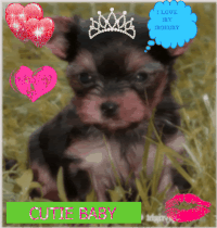 Teckel GIFs - Get the best gif on GIFER