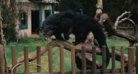 Zoo GIFs - Get the best gif on GIFER