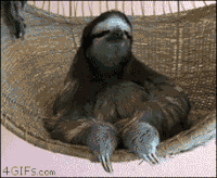 Sloths GIFs - Get the best gif on GIFER