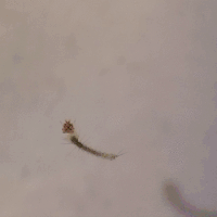 Larva GIFs - Get the best gif on GIFER