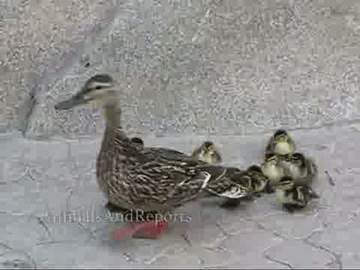 Ducklings GIFs - Get the best gif on GIFER