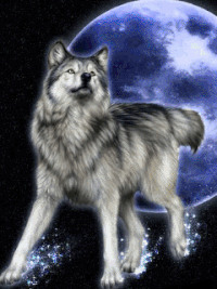 Wolves GIFs - Get the best gif on GIFER