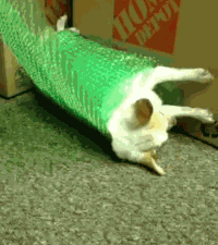 Sheet GIFs - Get the best gif on GIFER