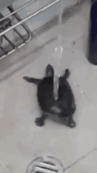 Turtle GIFs - Get the best gif on GIFER