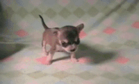 Smallest GIFs - Get the best gif on GIFER