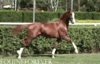 Trot GIFs - Get the best gif on GIFER