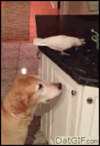 Angry dog GIFs - Get the best gif on GIFER