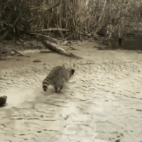 Raccoons GIFs - Get the best gif on GIFER