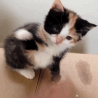 Calico GIFs - Get the best gif on GIFER