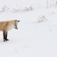 Fox GIFs - Get the best gif on GIFER