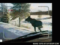 Elan GIFs - Get the best gif on GIFER