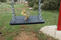Duck GIFs - Get the best gif on GIFER