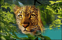 Leopard GIFs - Get the best gif on GIFER