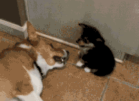 Pfft GIFs - Get the best gif on GIFER