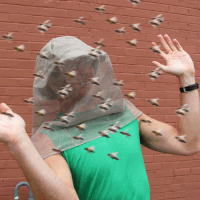 Mosquitos GIFs - Get the best gif on GIFER