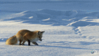 Fox GIFs - Get the best gif on GIFER