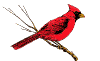 Cardinal GIFs - Get the best gif on GIFER