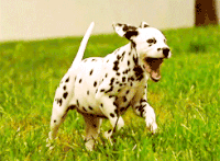 Dalmatian GIFs - Get the best gif on GIFER
