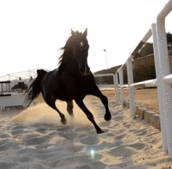 Masai giraffe GIF - Conseguir o melhor gif em GIFER