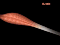 Muscle GIFs - Get the best gif on GIFER