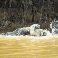 Caiman GIFs - Get the best gif on GIFER