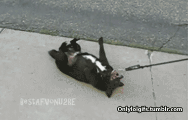 Veterinario GIF - Conseguir o melhor gif em GIFER