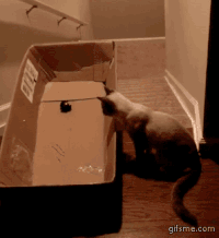 Trolling GIFs - Get the best gif on GIFER
