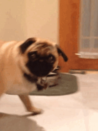 Mops GIFs - Get the best gif on GIFER