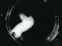 Humanities GIFs - Get the best gif on GIFER