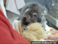 Koala GIFs - Get the best gif on GIFER