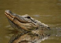 Alligator GIFs - Get the best gif on GIFER