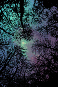 Bosque GIFs - Get the best gif on GIFER