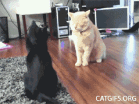 Purpose GIFs - Get the best gif on GIFER