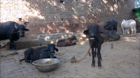 Calves GIFs - Get the best gif on GIFER