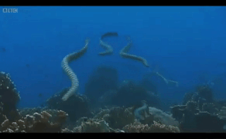 Sea snake GIF - Conseguir o melhor gif em GIFER