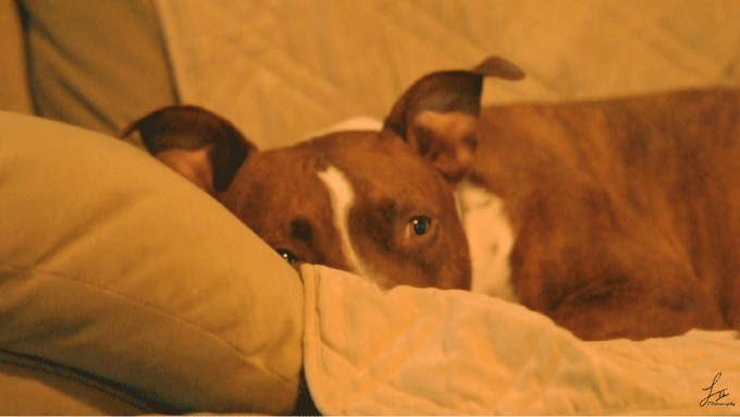 Staffordshire bull terrier GIFs - Obtenez le meilleur gif sur GIFER