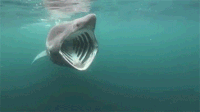 Sharking GIFs - Get the best gif on GIFER