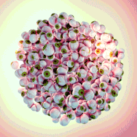 Eyeballs GIFs - Get the best gif on GIFER