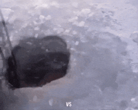 Canadian GIFs - Get the best gif on GIFER