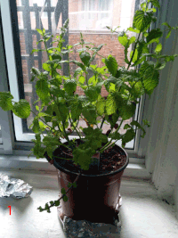 Mint GIFs - Get the best gif on GIFER