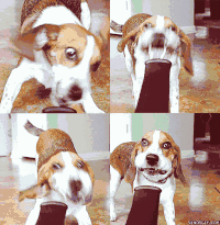 Beagle GIFs - Get the best gif on GIFER