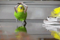 Knives GIFs - Get the best gif on GIFER