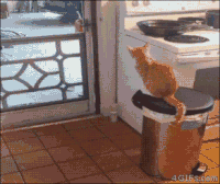 Manic GIFs - Get the best gif on GIFER