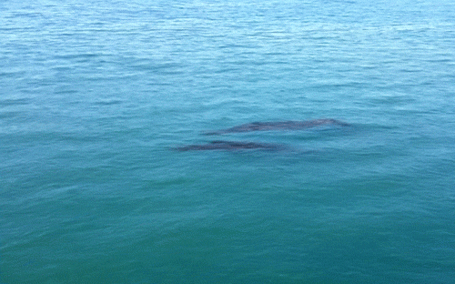 Oceanside GIFs - Get the best gif on GIFER