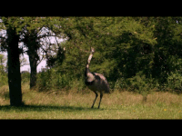 Emu GIFs - Get the best gif on GIFER