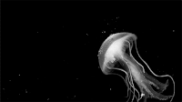 Bw GIFs - Get the best gif on GIFER