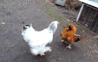Gallo GIFs - Get the best gif on GIFER